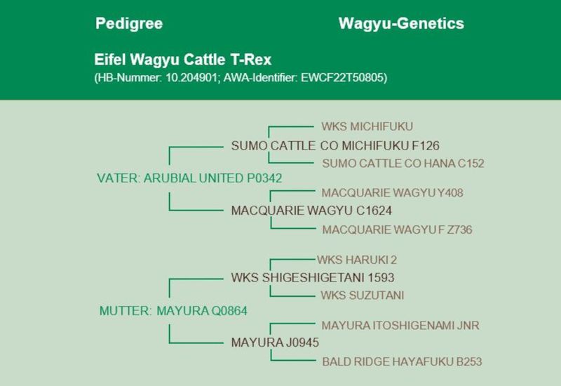 EWC T-Rex (HB-Nr.: 10.204901) - Wagyu Genetics EN