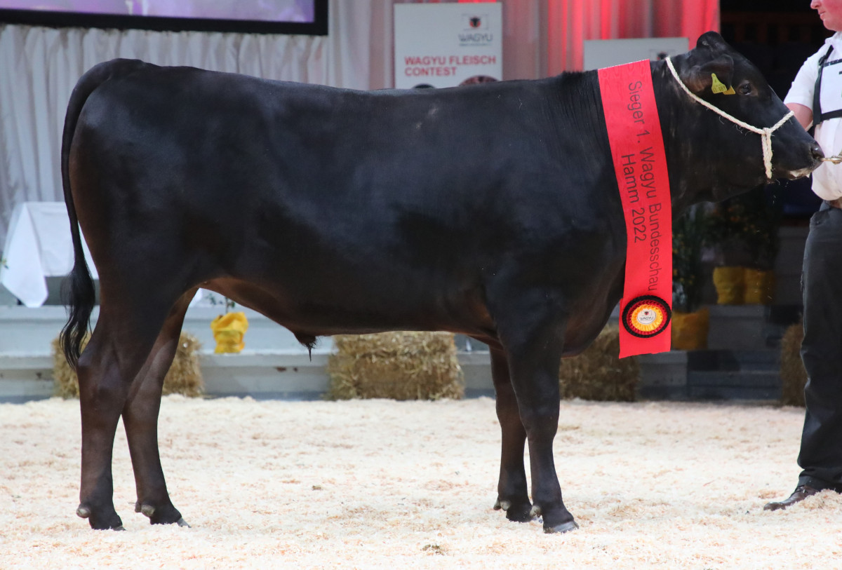 Home - Wagyu Genetics EN